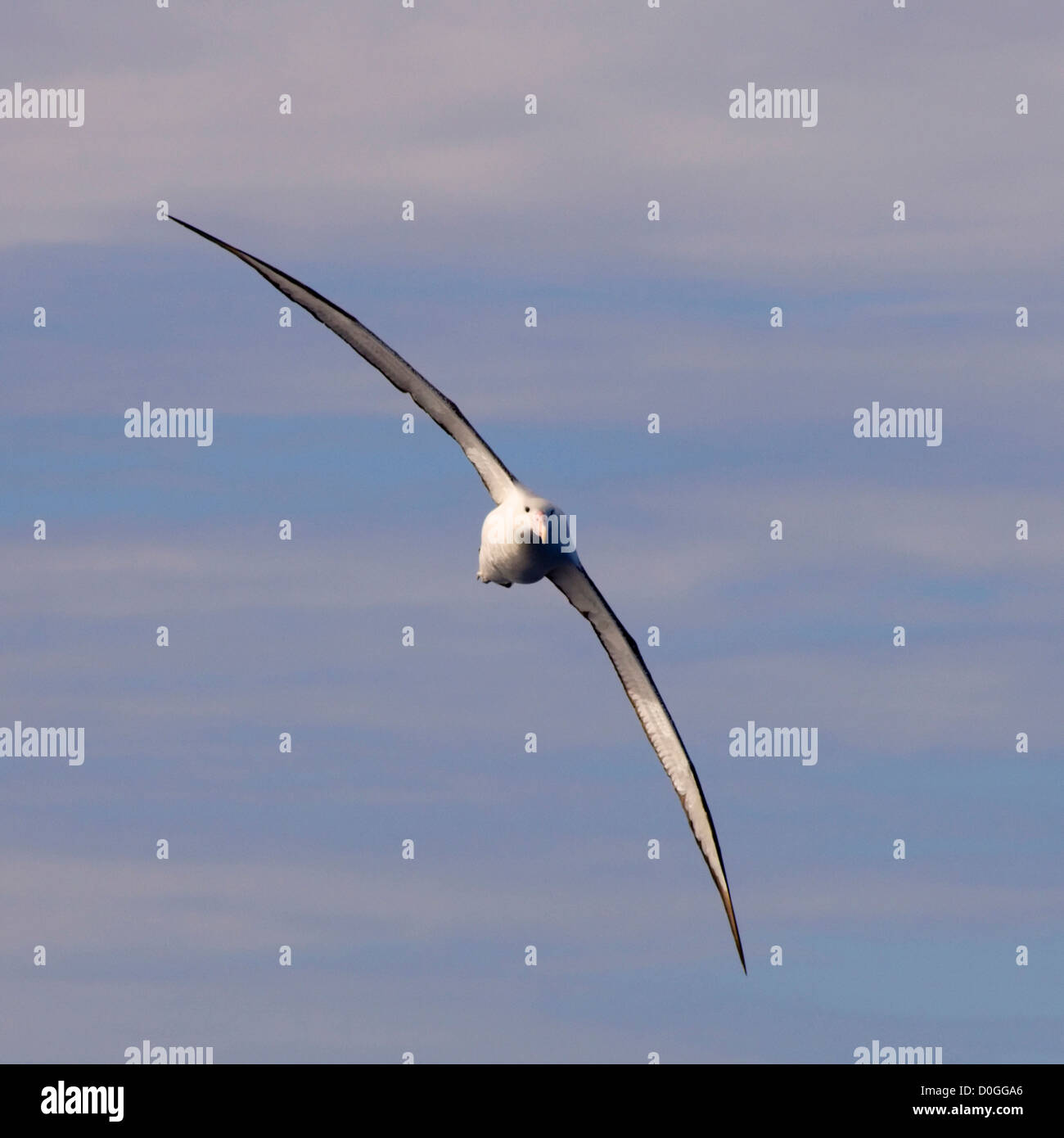 Flying adult wandering albatross hi-res stock photography and images ...