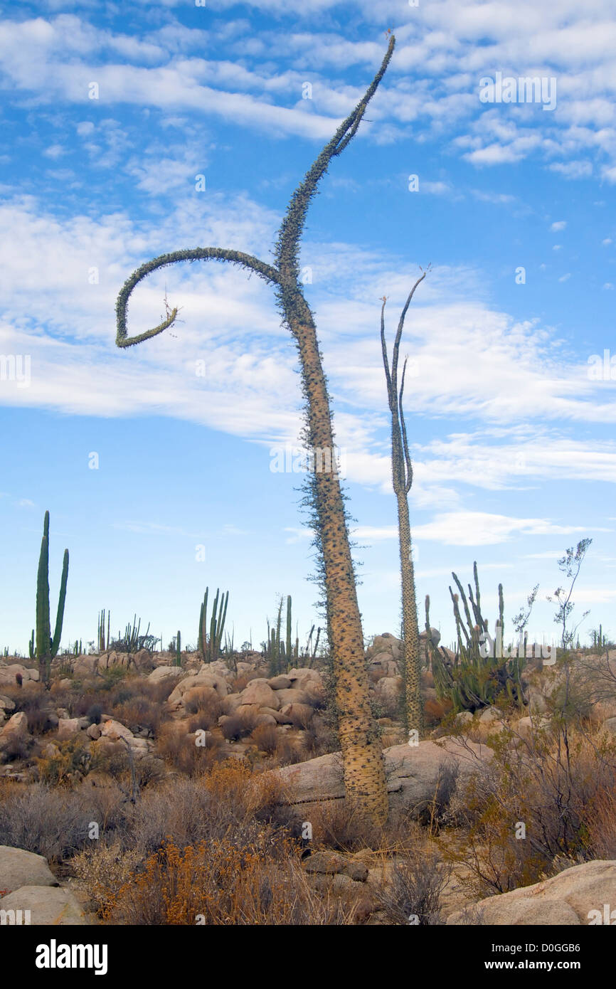 Boojum trees hi-res stock photography and images - Alamy
