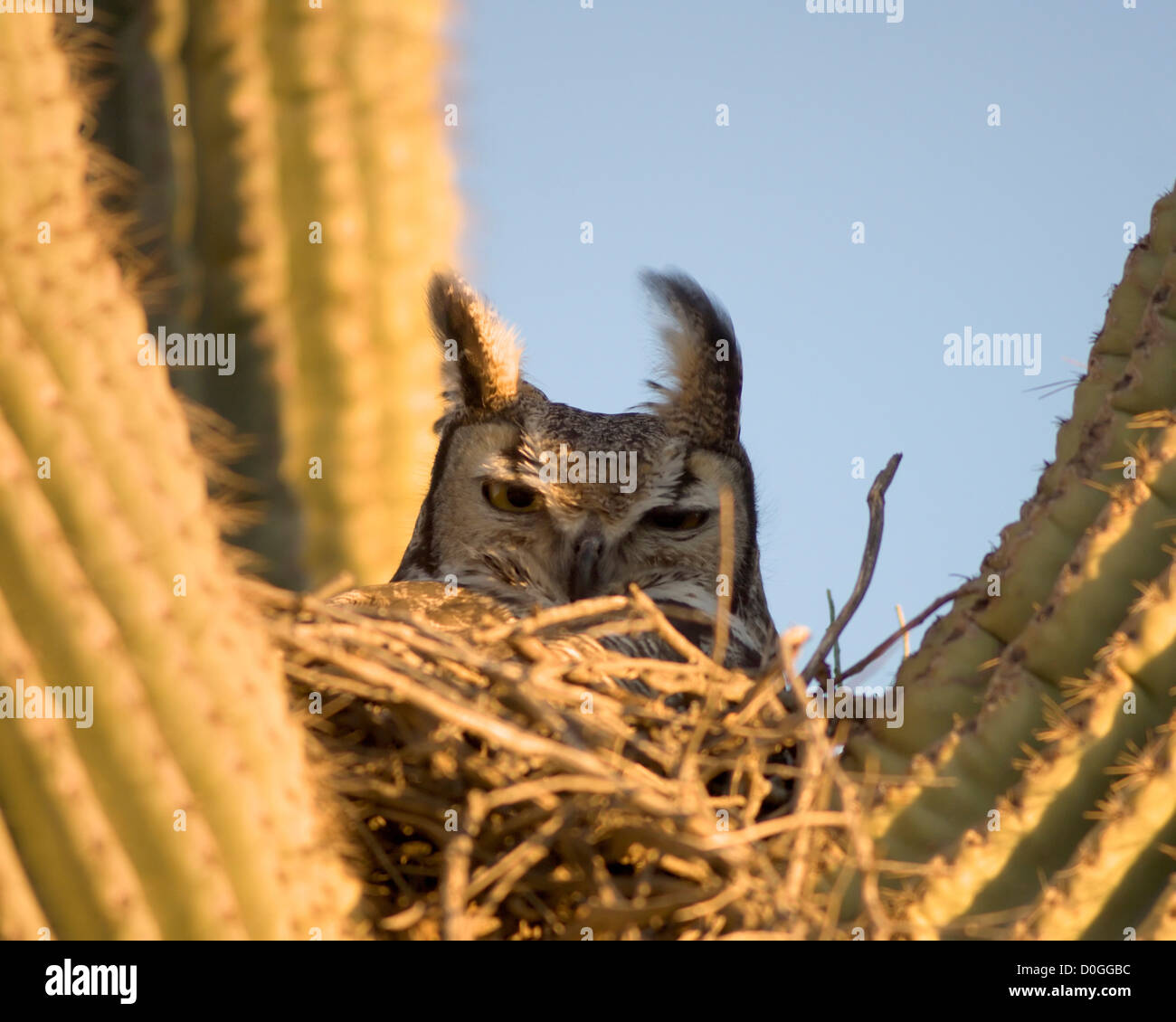 Great Horned Owl Nesting Stock Photo - Alamy