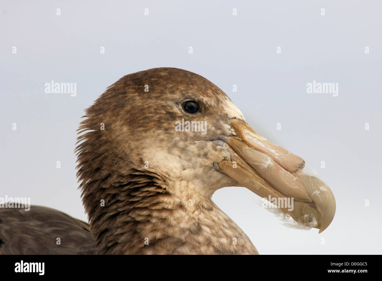 Southern Giant Petrel Stock Photo - Alamy