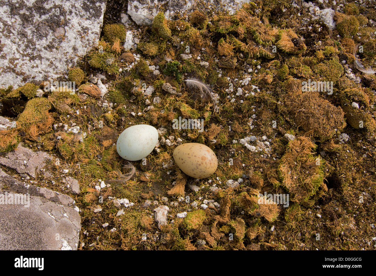 Brown skua with egg hi-res stock photography and images - Alamy
