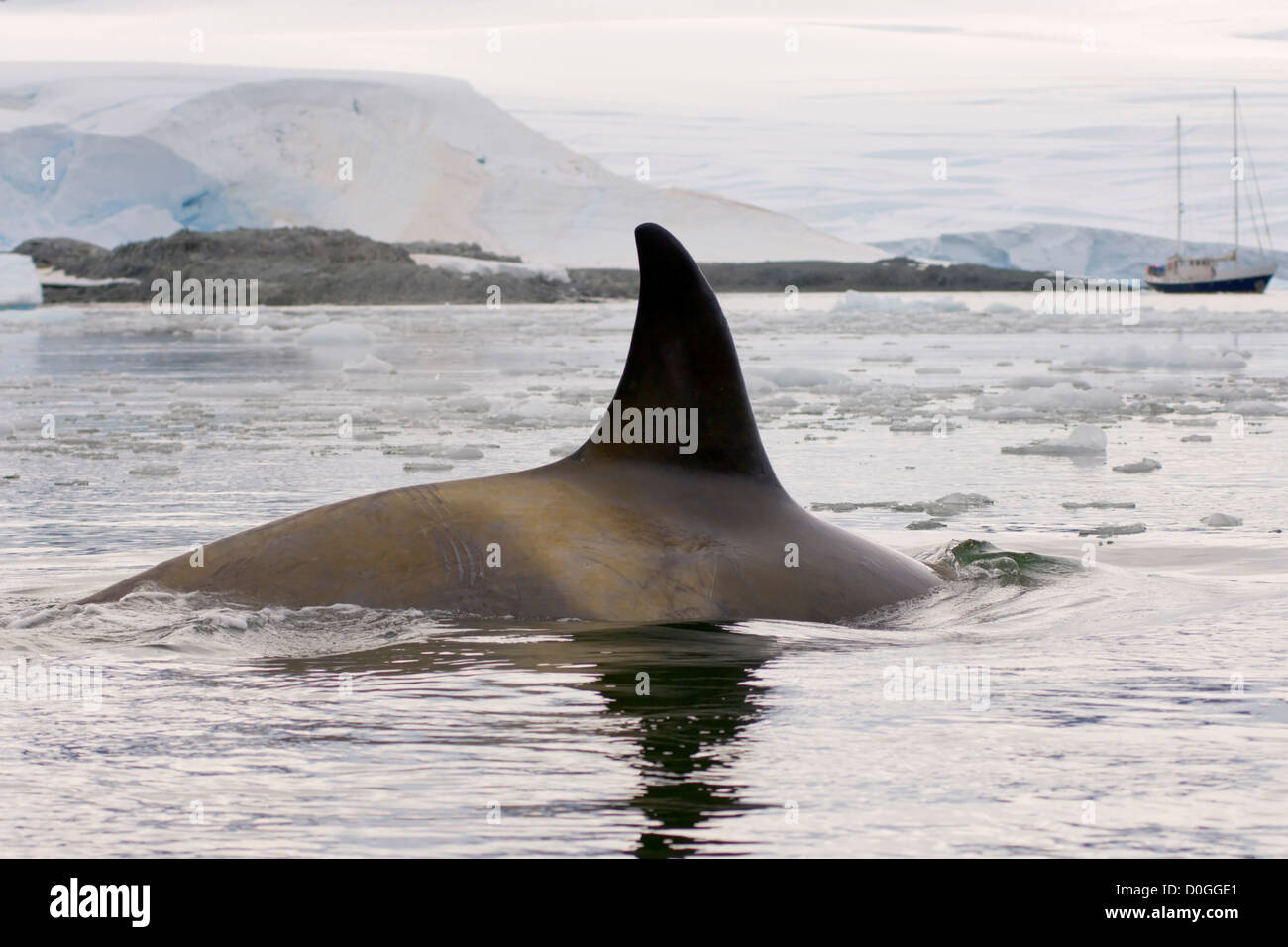 Golden fin hi-res stock photography and images - Alamy