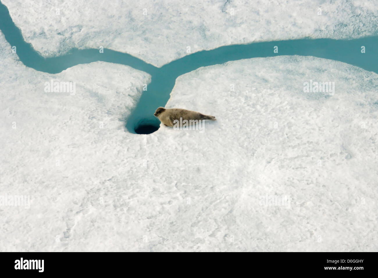 Ringed Seal on Pack Ice Stock Photo - Alamy