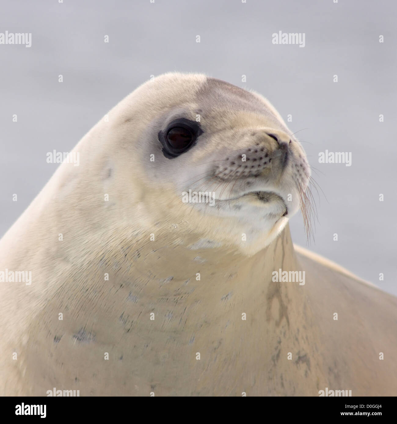 Seal head hi-res stock photography and images - Alamy