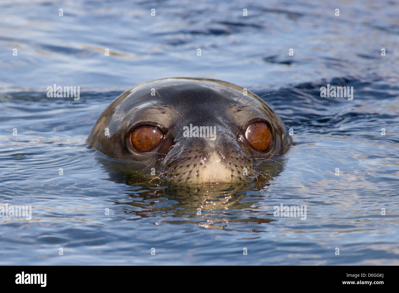 Seal like hi-res stock photography and images - Alamy