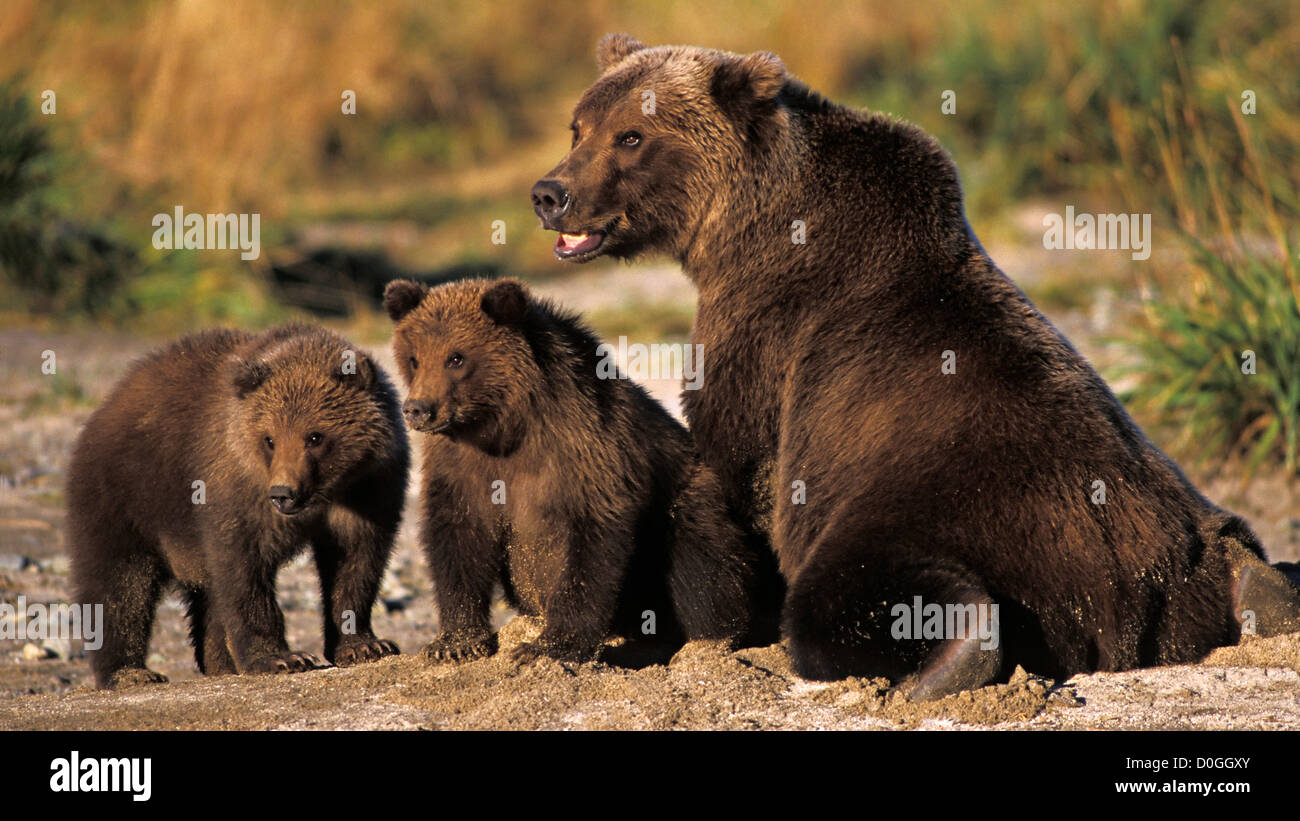 Grizzly Bear Sow with Cubs in Katmai National Park and Preserve, Alaska ...