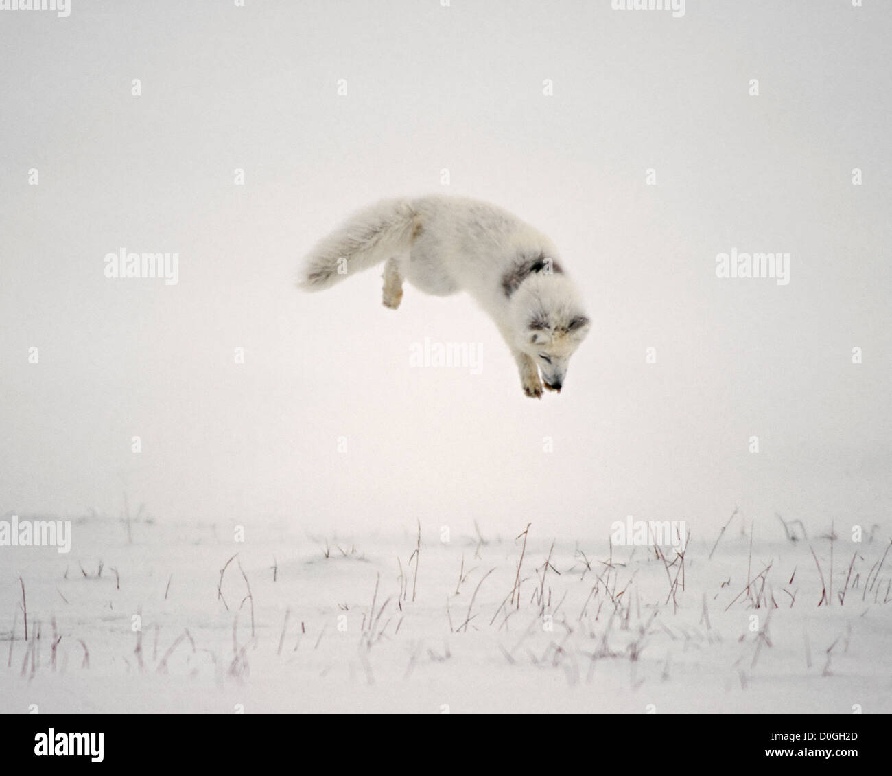 Arctic fox hunting rodents hi-res stock photography and images - Alamy