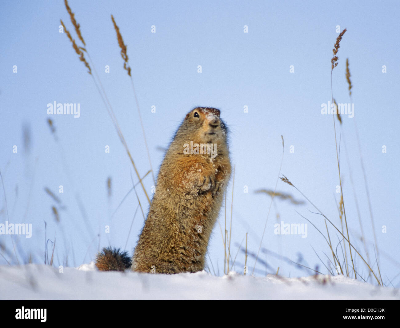 Arctic Ground Squirrel on Snow-Covered Tundra Stock Photo - Alamy