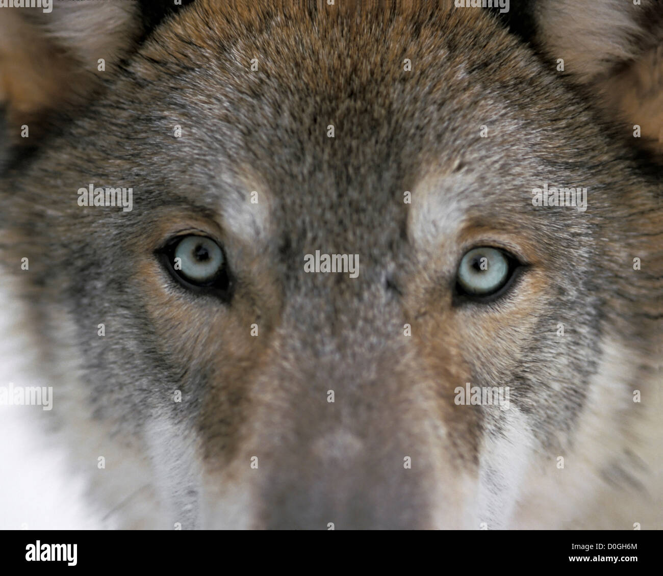 Eyes of a Gray Wolf Stock Photo - Alamy