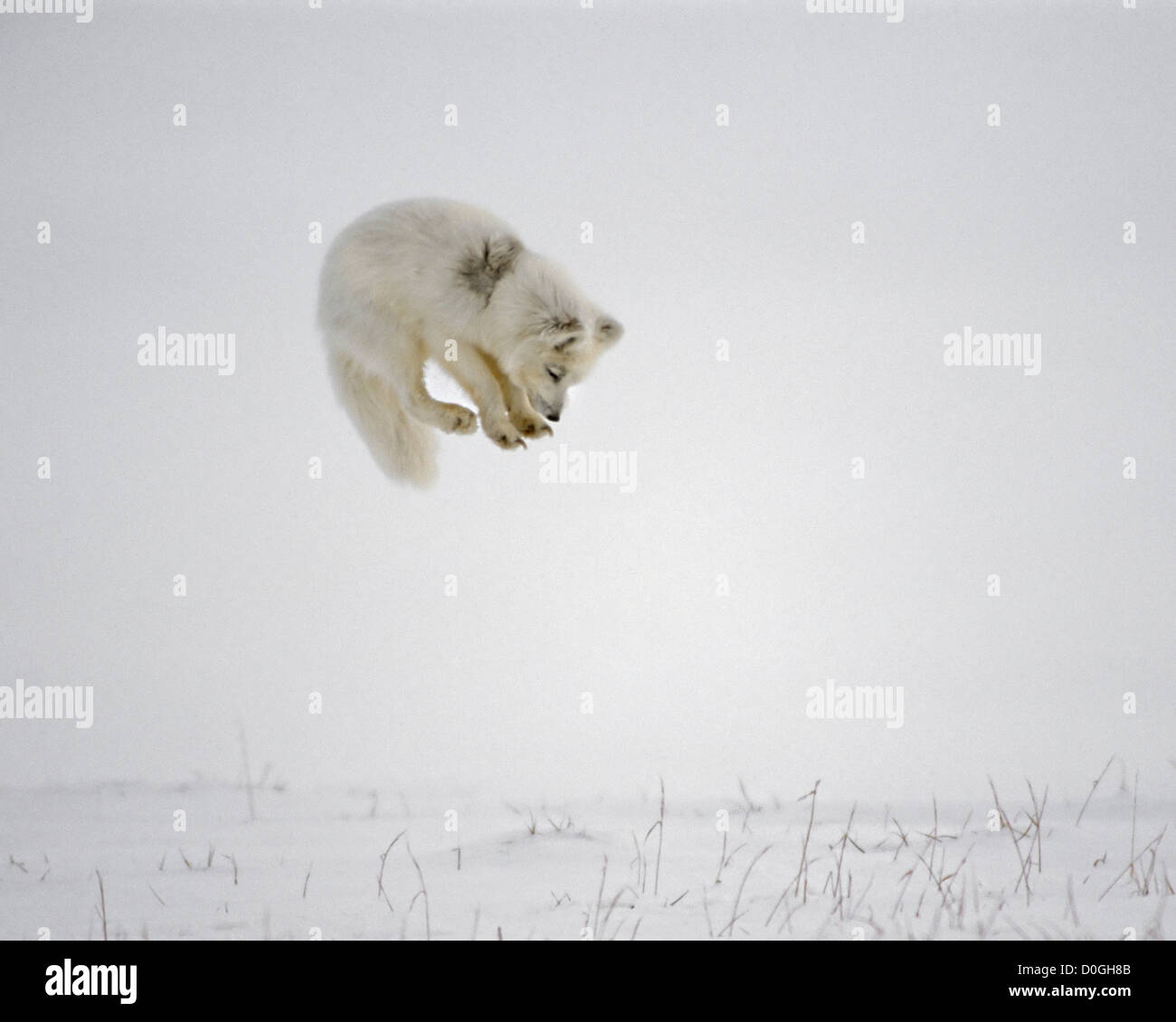 Arctic fox hunting rodents hi-res stock photography and images - Alamy