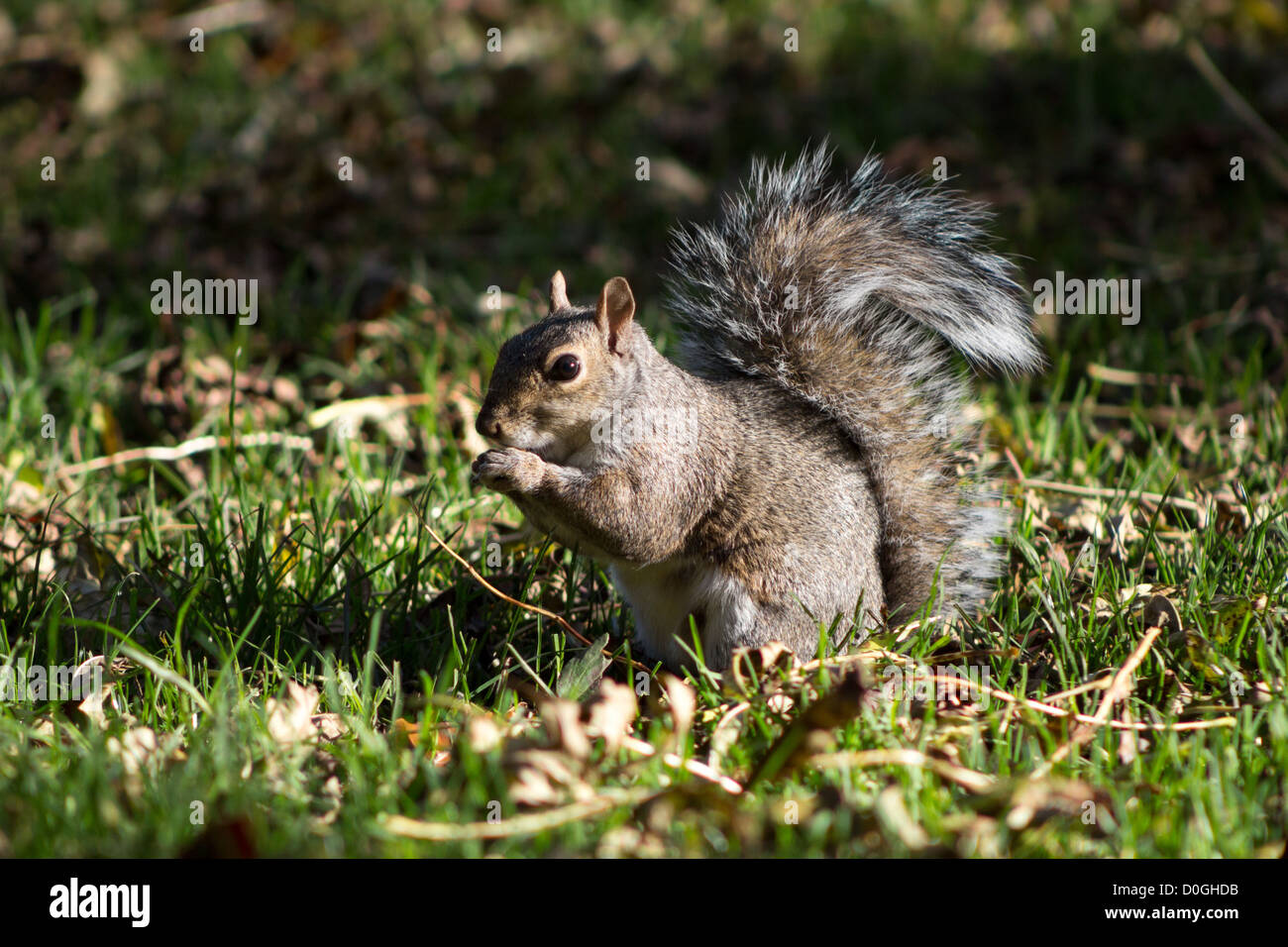 Uk park animals wildlife squirrel outdoor sunny daylight grass hi-res ...