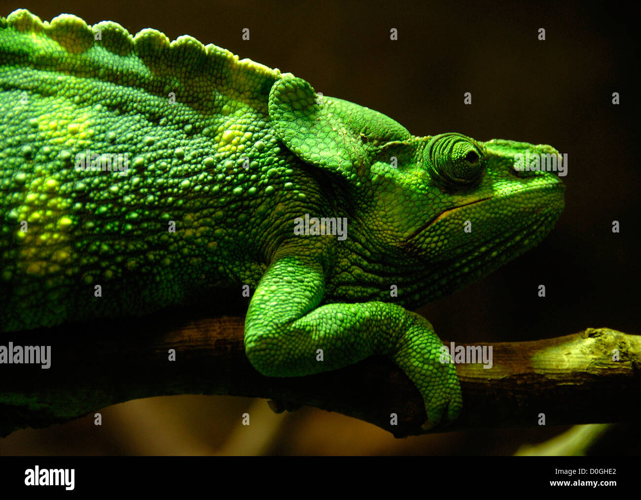 Meller's Chameleon or Giant One-horned Chameleon (Chamaeleo melleri ...
