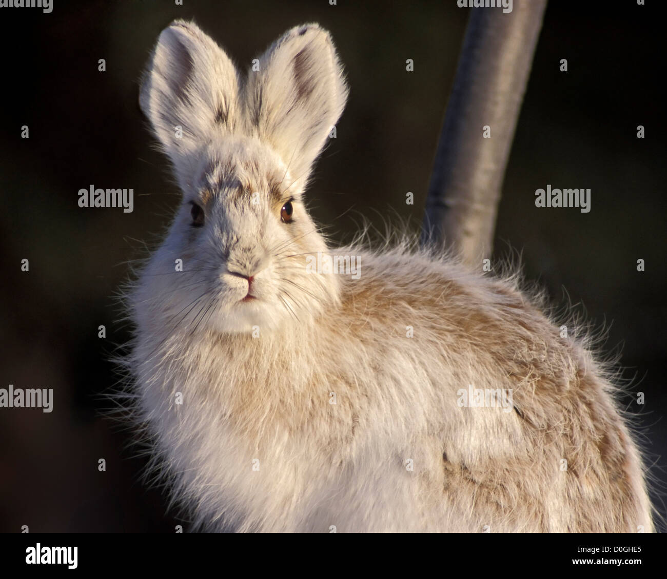 Arctic hare alaska hi-res stock photography and images - Alamy
