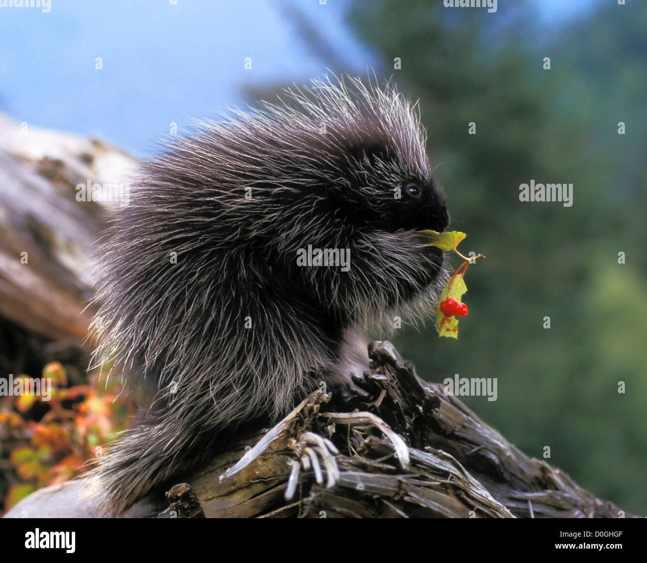 Porcupine Den
