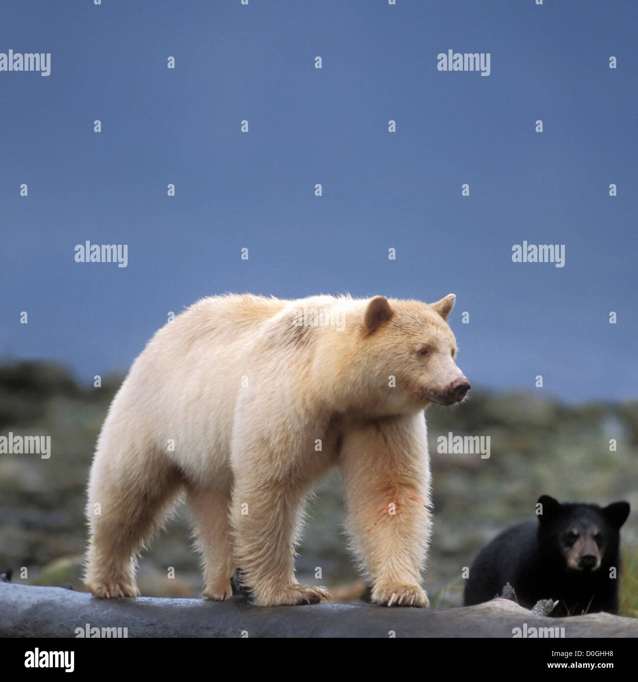 Black bear and white spirit cub hi-res stock photography and images - Alamy