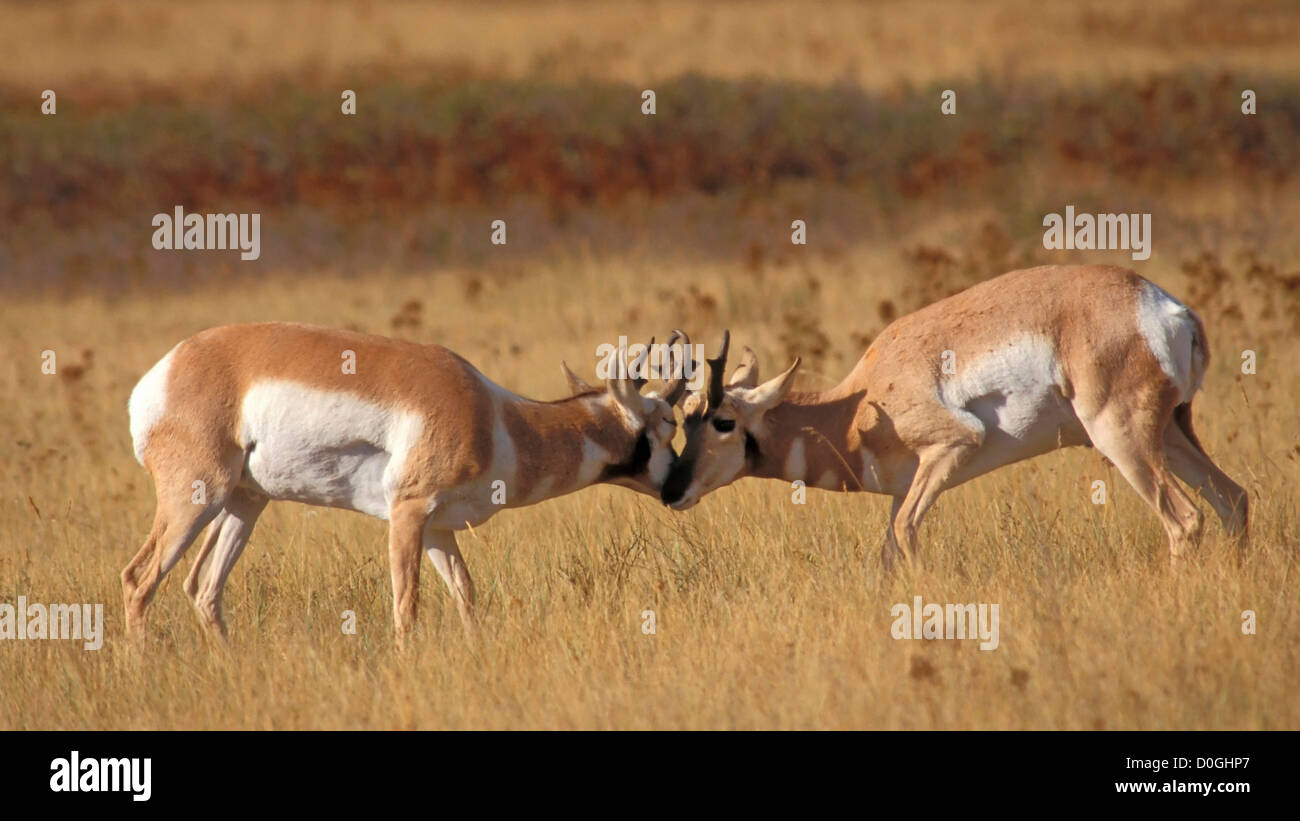 Pronghorn antelope fighting hi-res stock photography and images - Alamy