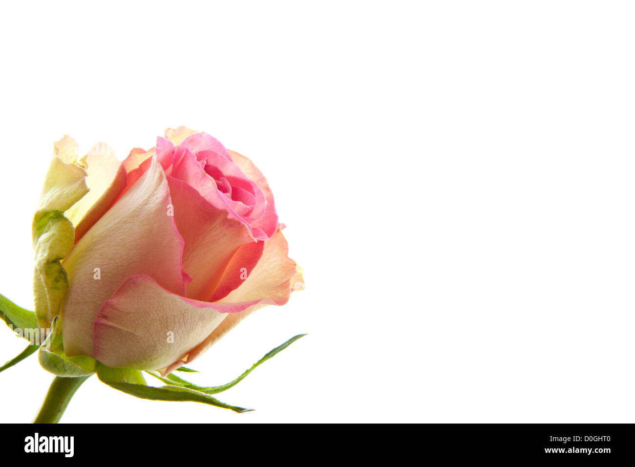 Rose corner Cut Out Stock Images & Pictures - Alamy