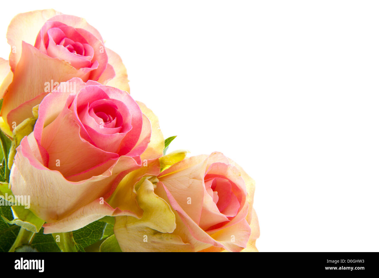 Three beautiful pink roses isolated over white Stock Photo - Alamy