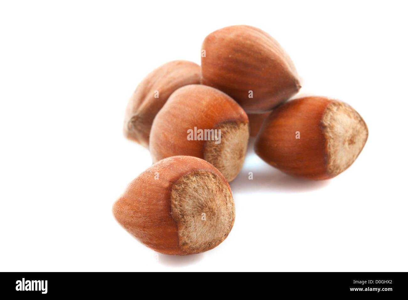 Hazelnuts just out of the tree isolated over white Stock Photo - Alamy