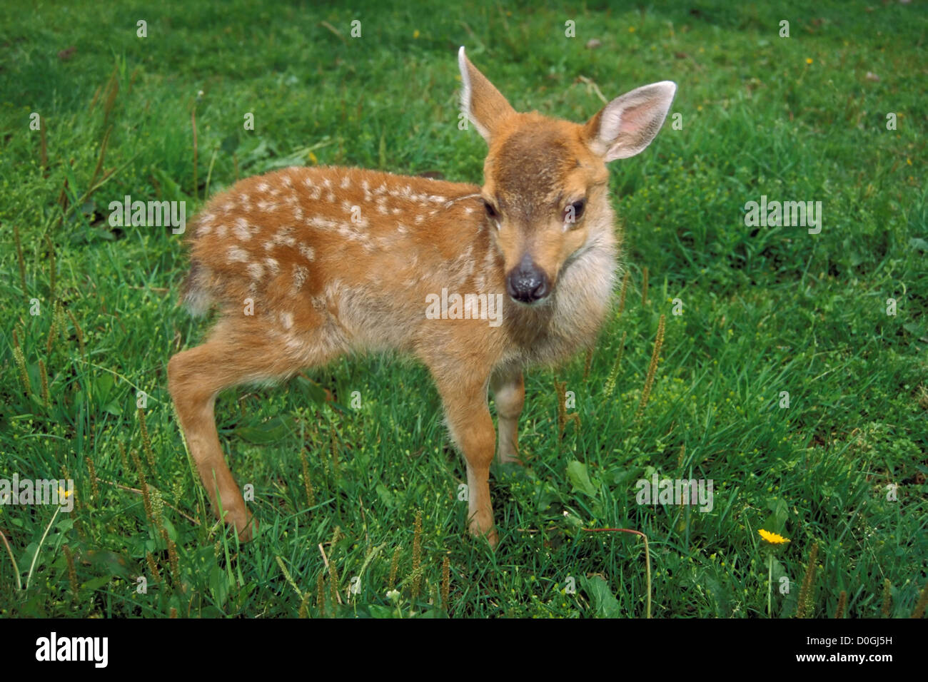 Sitka alaska deer hi-res stock photography and images - Alamy