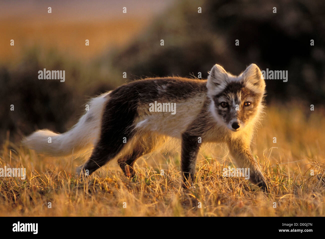 Arctic Fox Spring Coat