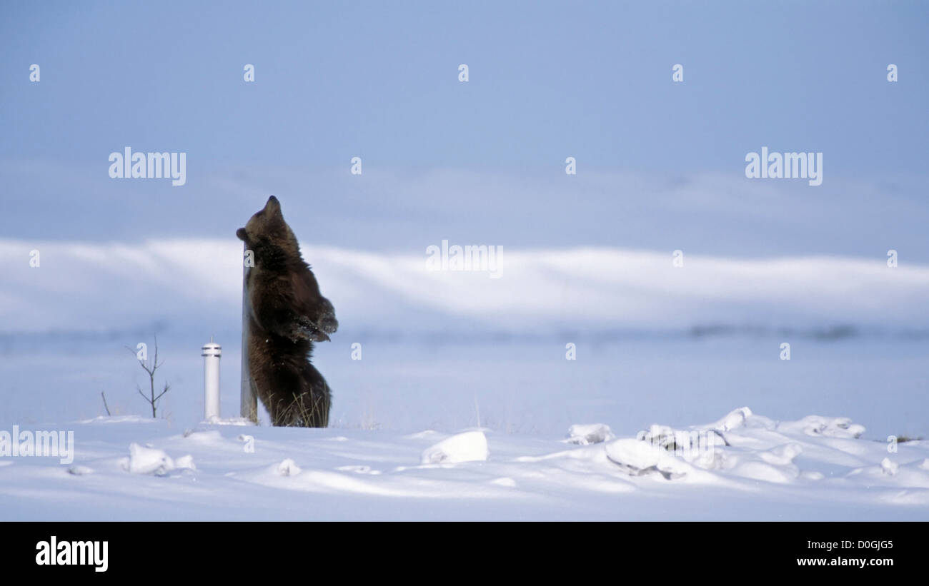 Grizzly scratching back hi-res stock photography and images - Alamy