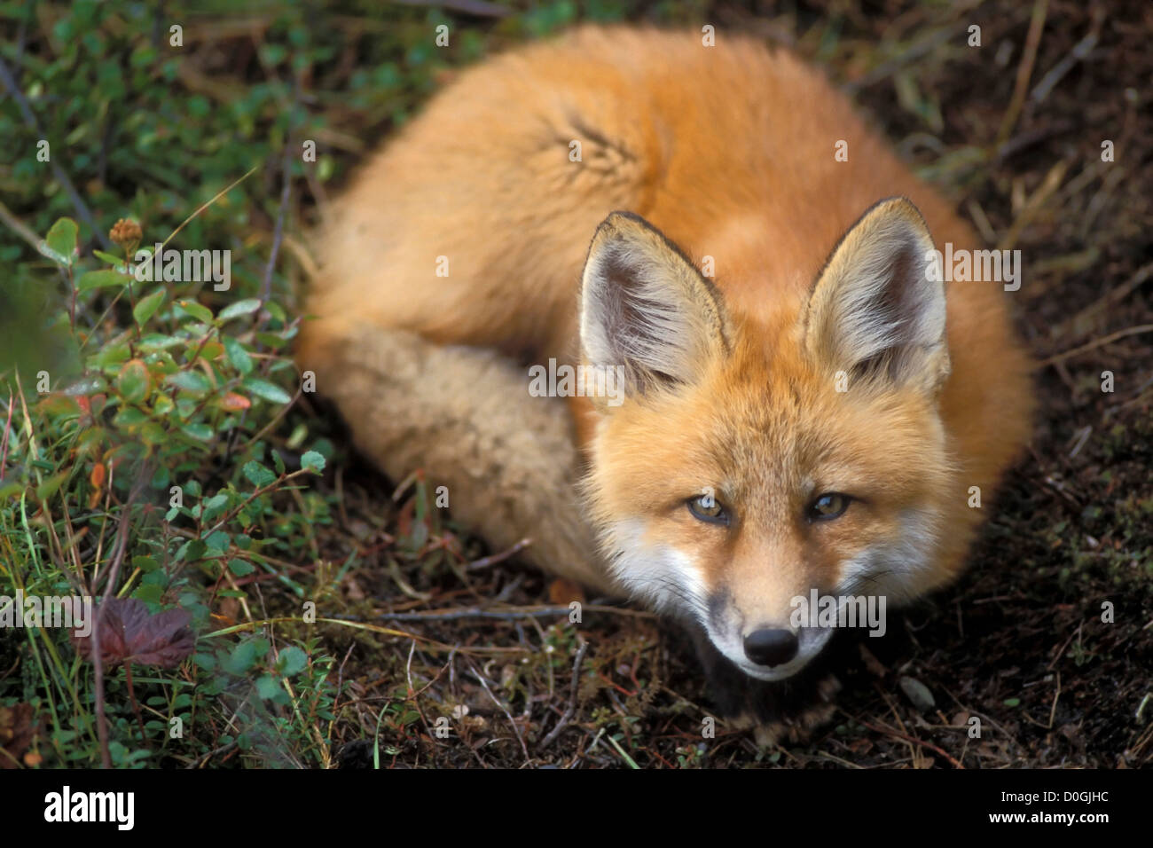 Red Fox at Rest Stock Photo - Alamy