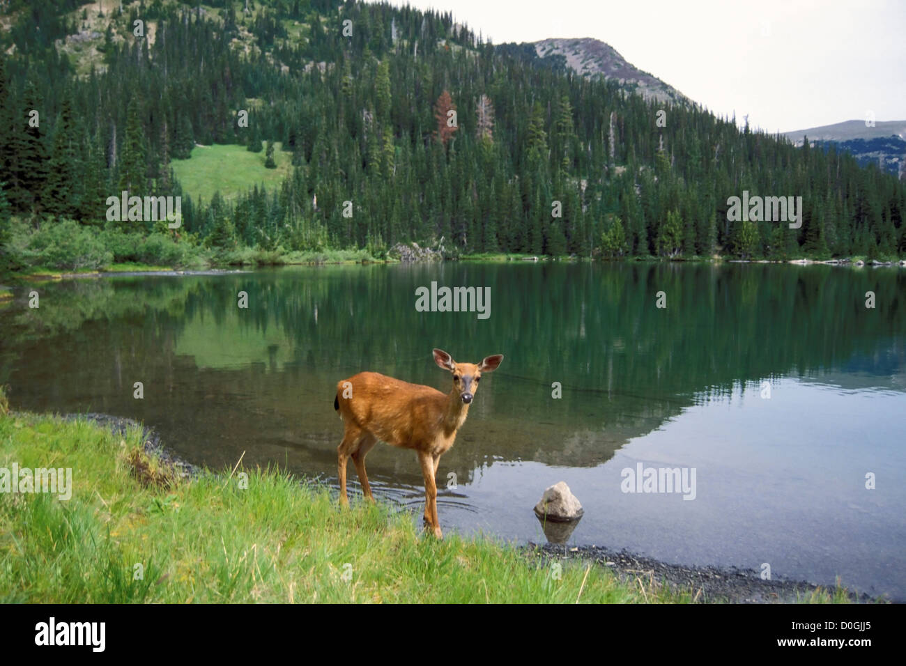 Subalpine mammal hi-res stock photography and images - Alamy