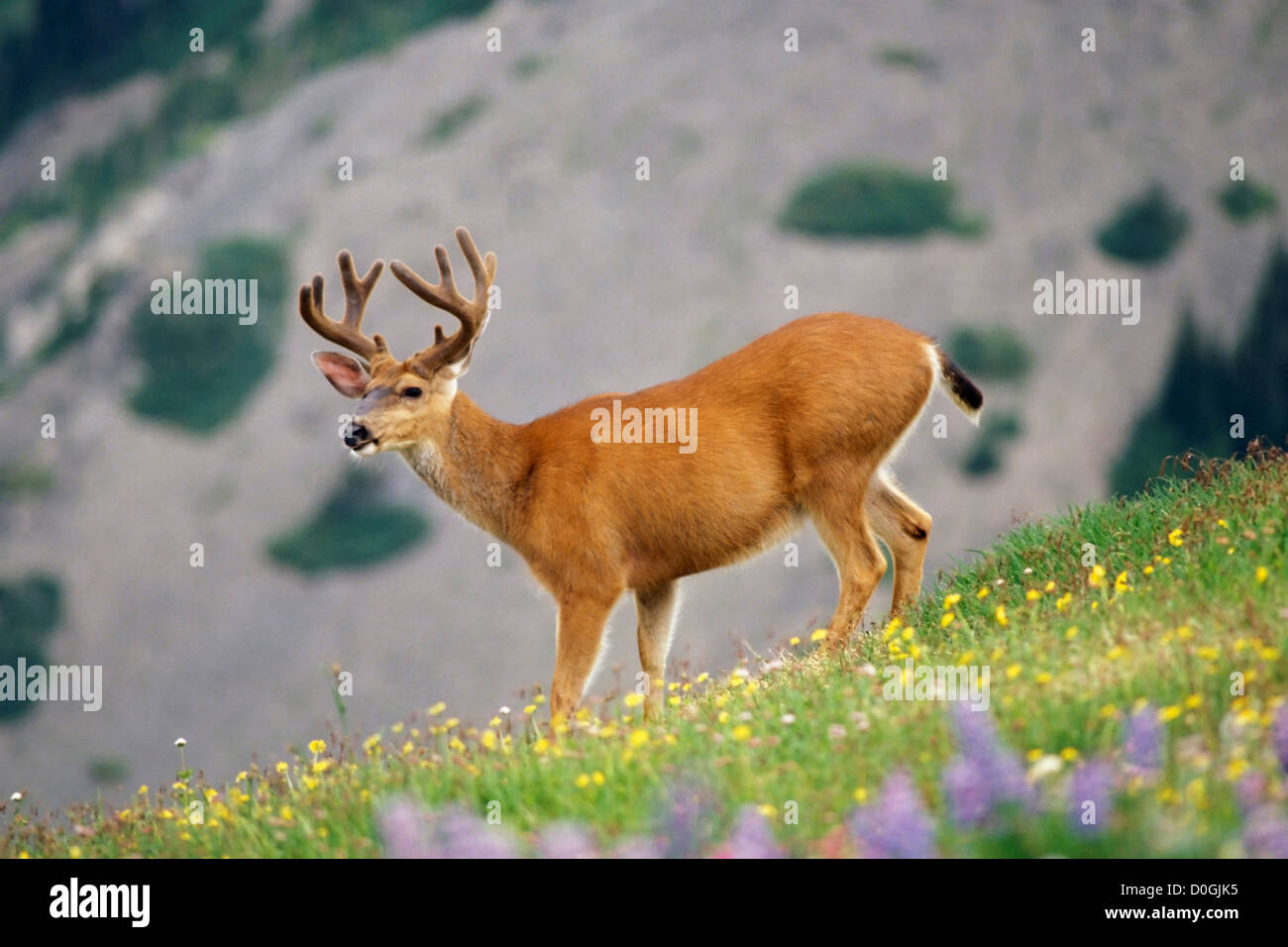 Subalpine mammal hi-res stock photography and images - Alamy