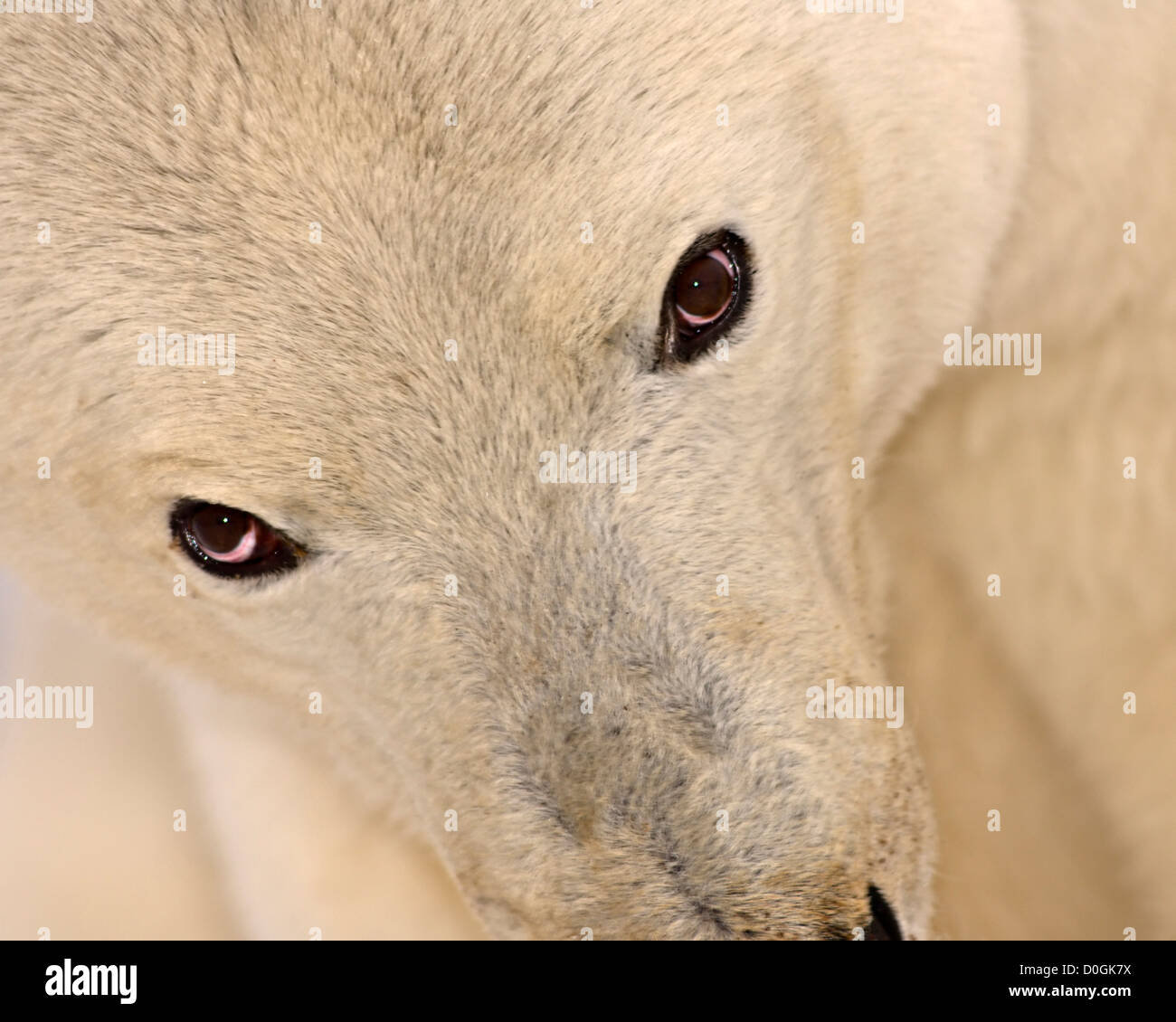 Polar Bear Eyes Stock Photo - Alamy