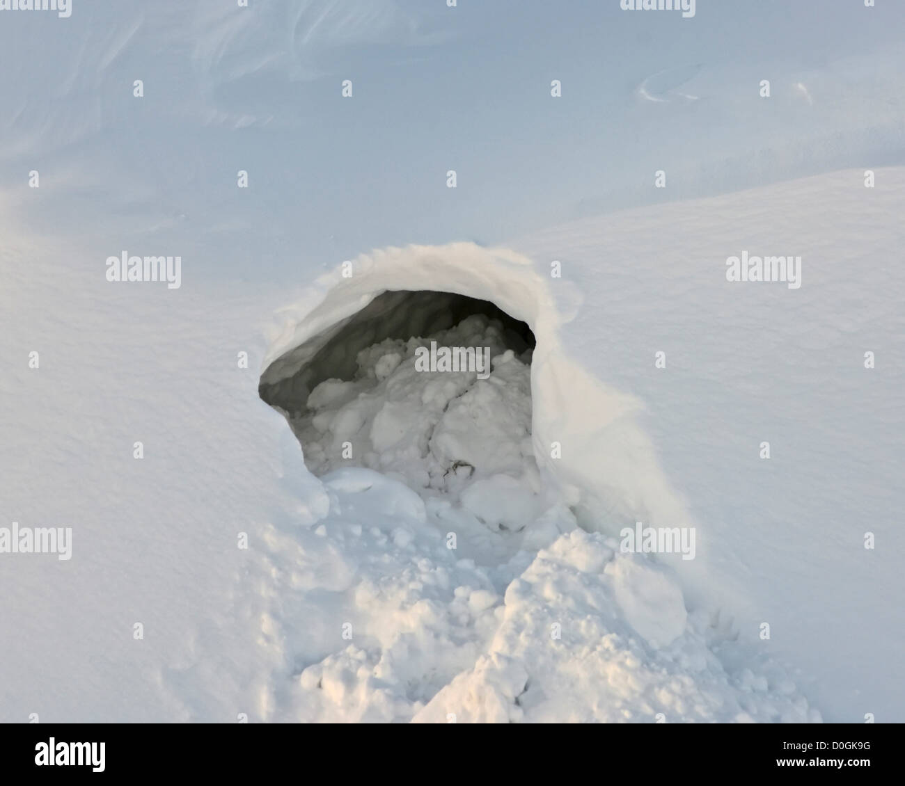 Female Polar Bear Den High Resolution Stock Photography and Images - Alamy