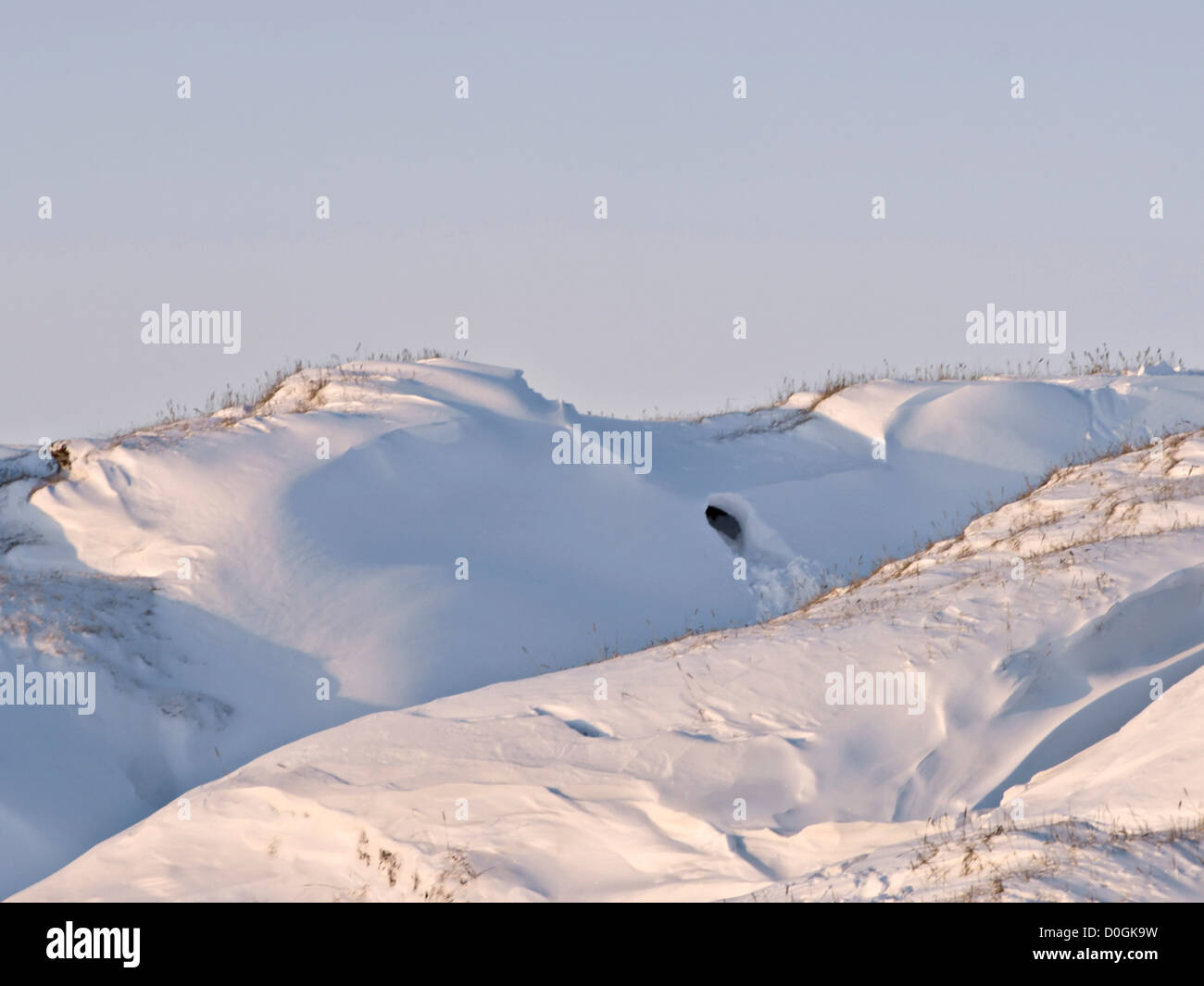 Site of a Polar Bear Den Stock Photo - Alamy