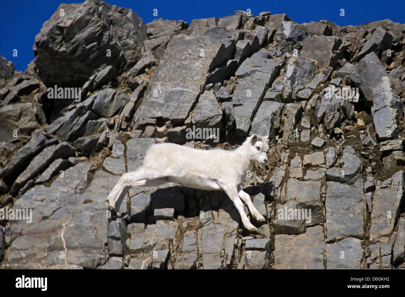 Dall sheep cliff hi-res stock photography and images - Alamy
