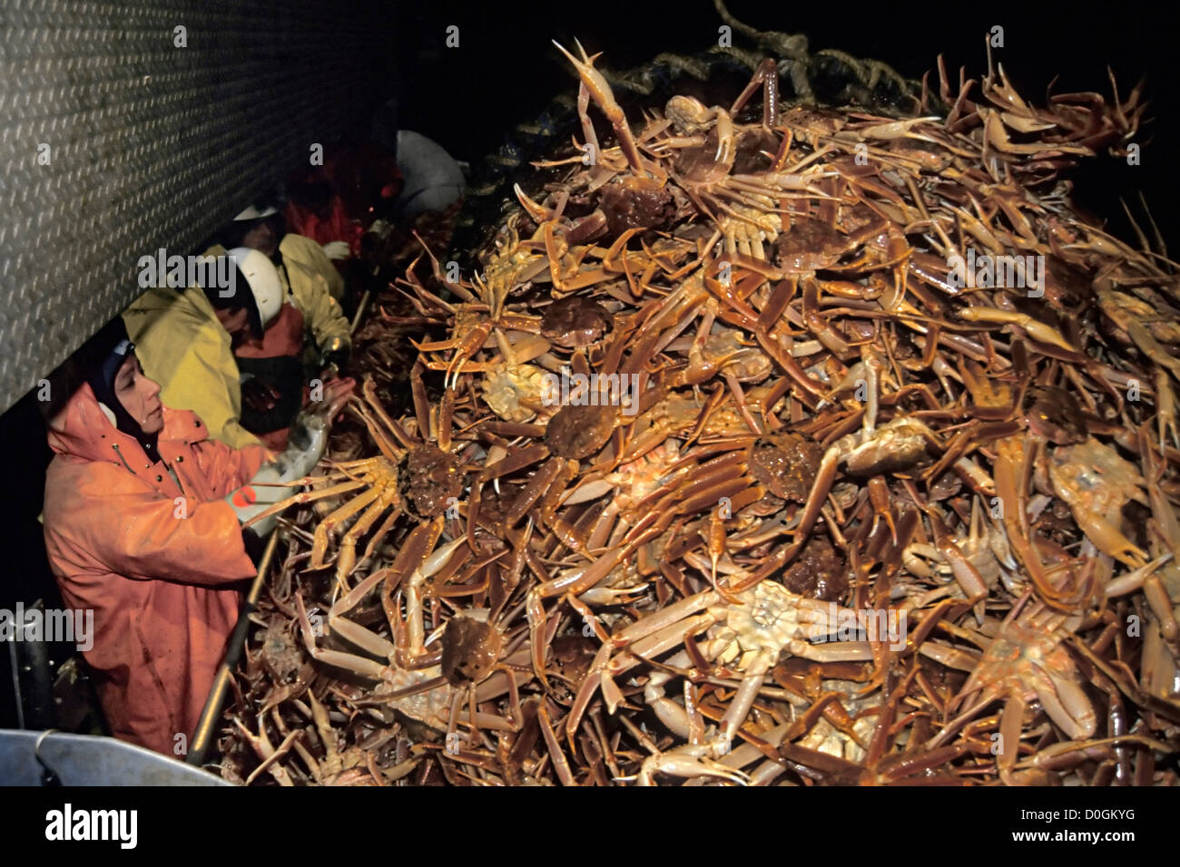 Tanner Crab Stock Photos & Tanner Crab Stock Images - Alamy