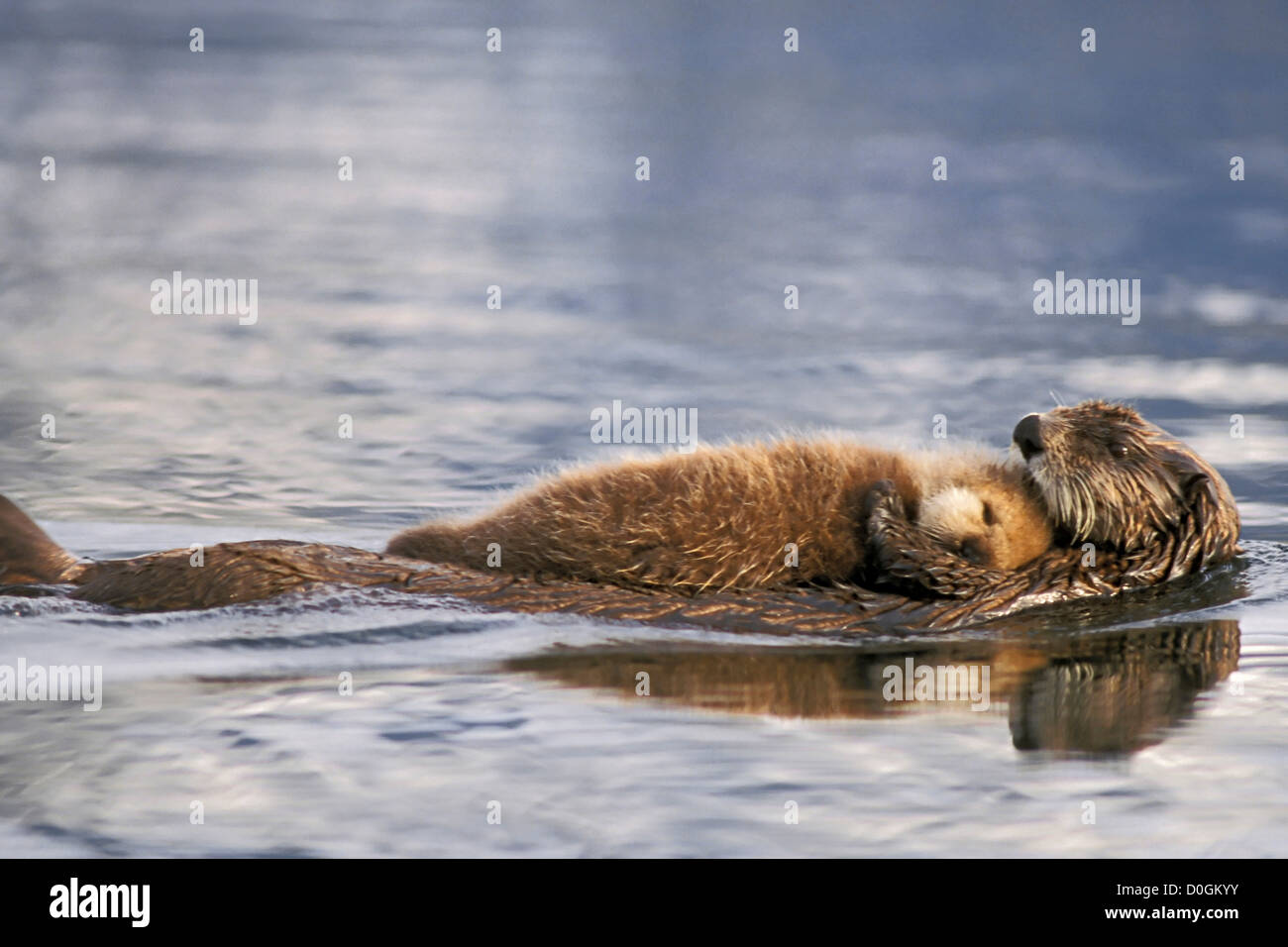 Sea Otter Floating with Newborn Pup on Her Chest Stock Photo - Alamy