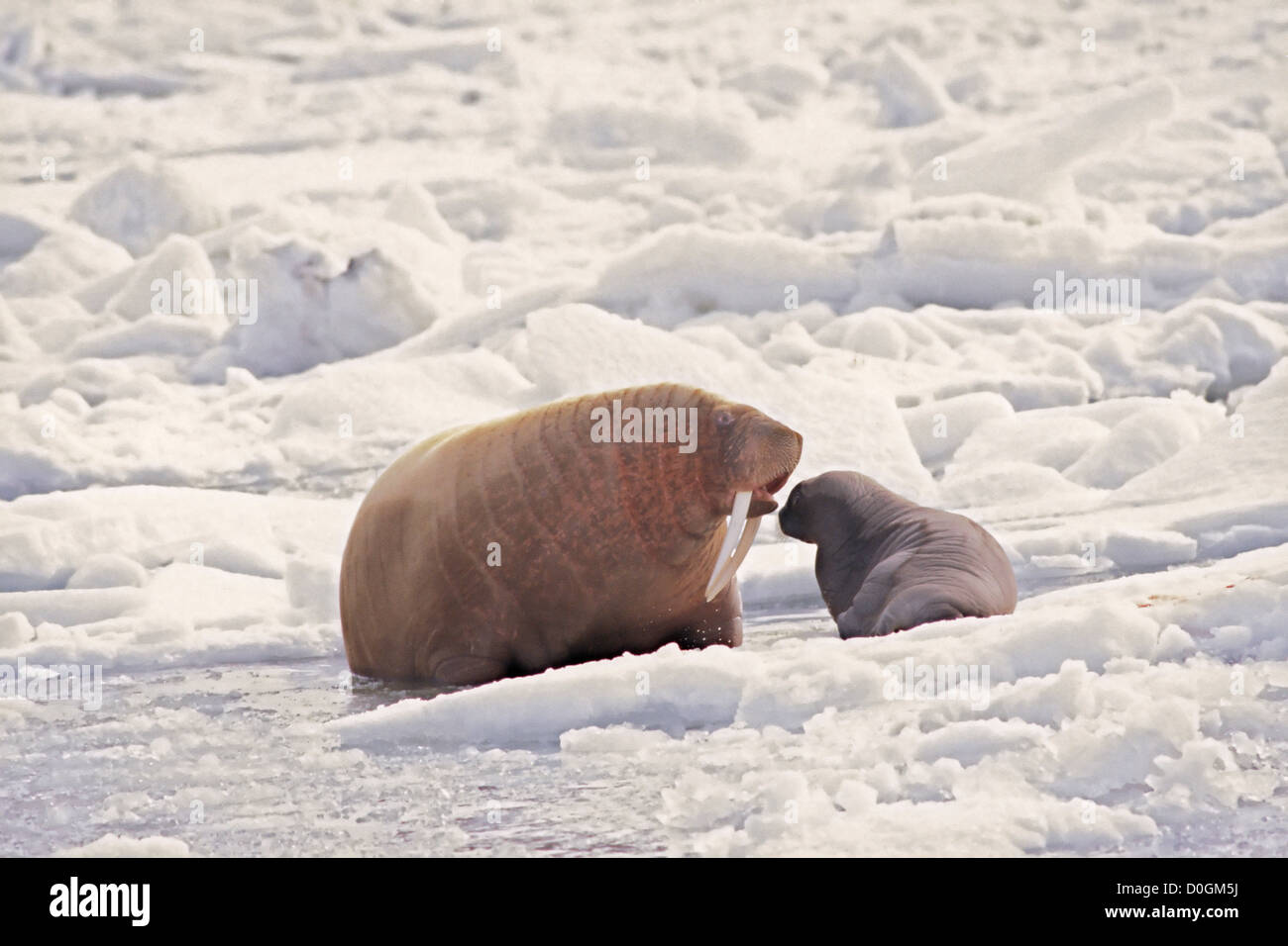 Walrus calf hi-res stock photography and images - Alamy