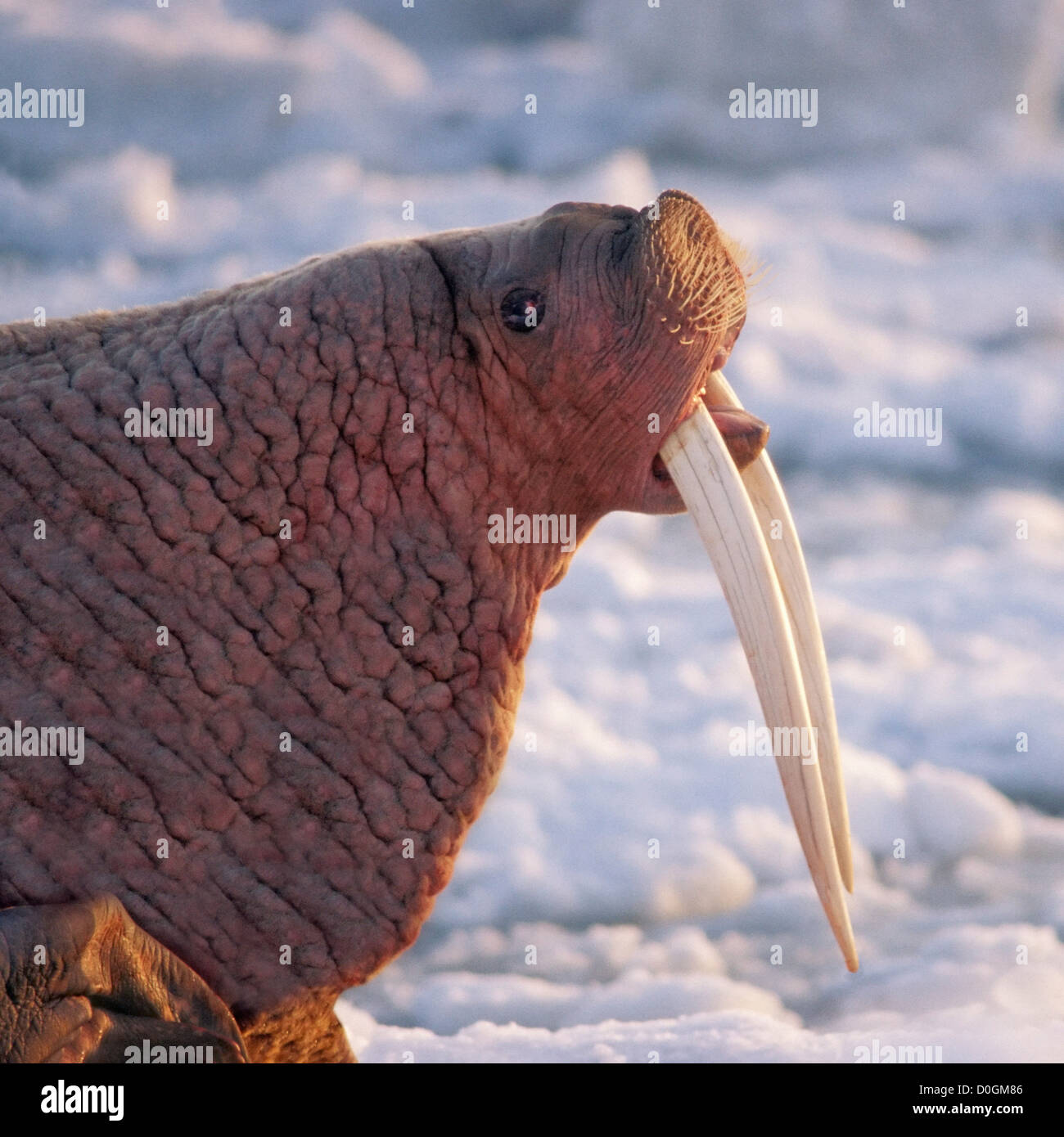 Pacific walrus wild hi-res stock photography and images - Alamy