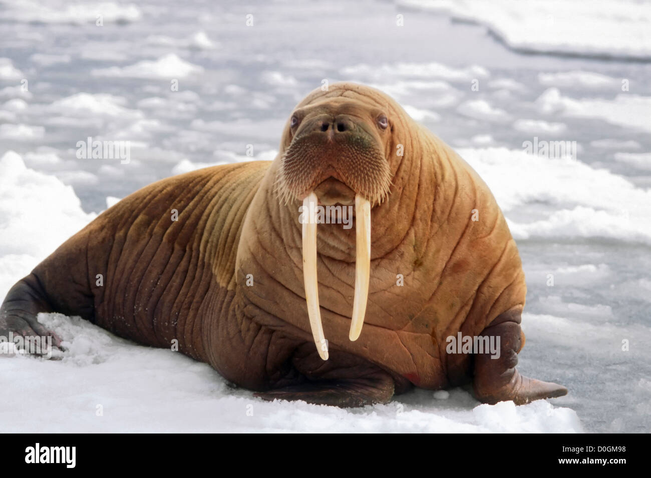 Pacific walrus pack ice hi-res stock photography and images - Alamy