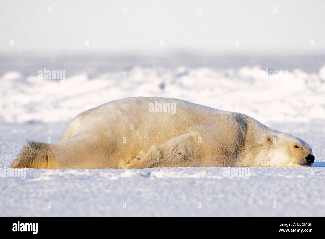 Polar Bear Cooling Off on Pack Ice Stock Photo - Alamy