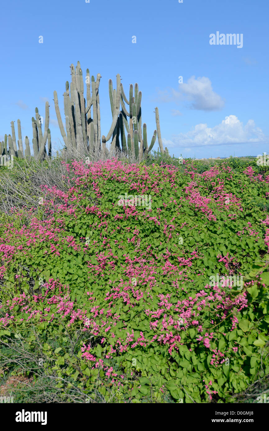 Typical Bonaire landscape, Dutch Antilles, Caribbean sea Stock Photo ...