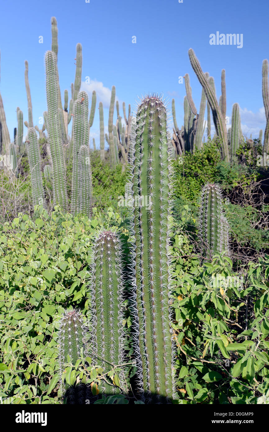 Typical Bonaire landscape, Dutch Antilles, Caribbean sea Stock Photo ...