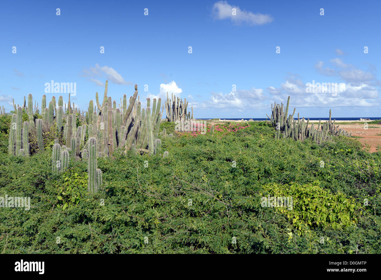 Typical Bonaire landscape, Dutch Antilles, Caribbean sea Stock Photo ...