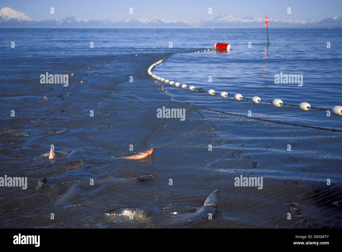 Net filled with fish hi-res stock photography and images - Alamy