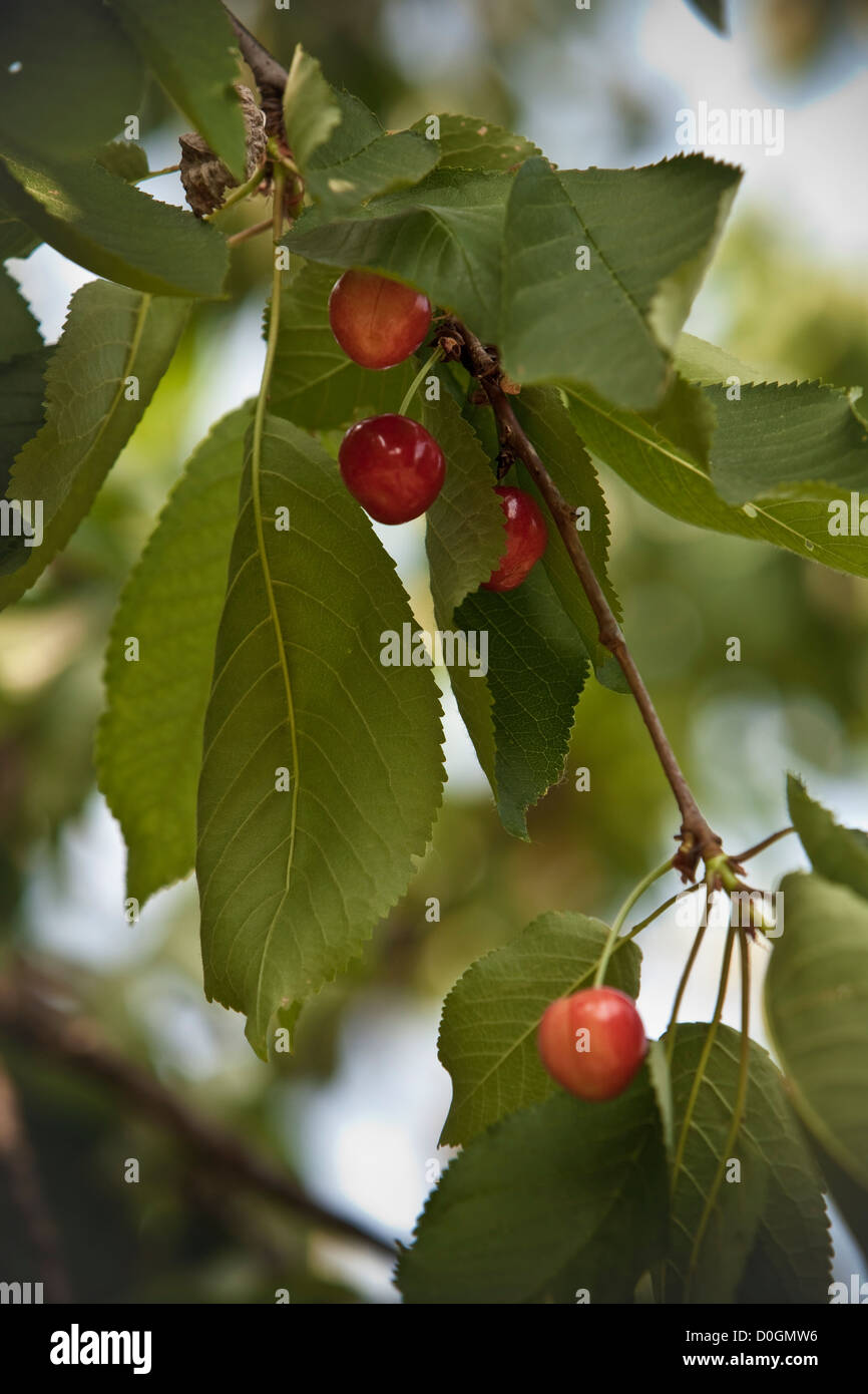 Wild cherry hi-res stock photography and images - Alamy
