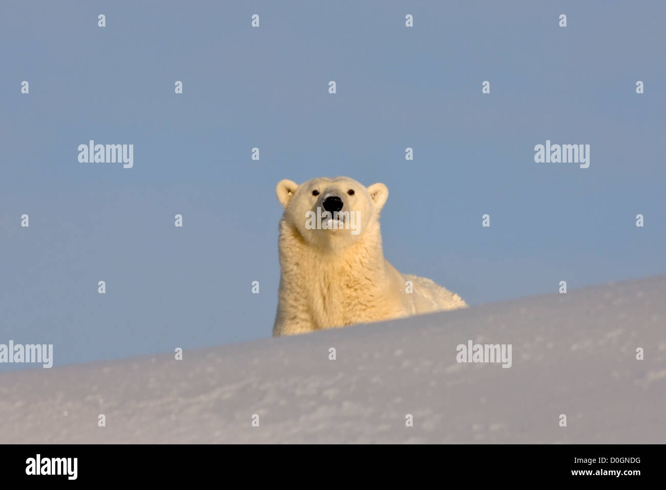 Female Polar Bear Den High Resolution Stock Photography and Images - Alamy