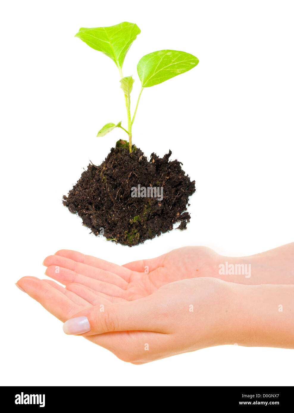 Soil hands plant Cut Out Stock Images & Pictures - Alamy
