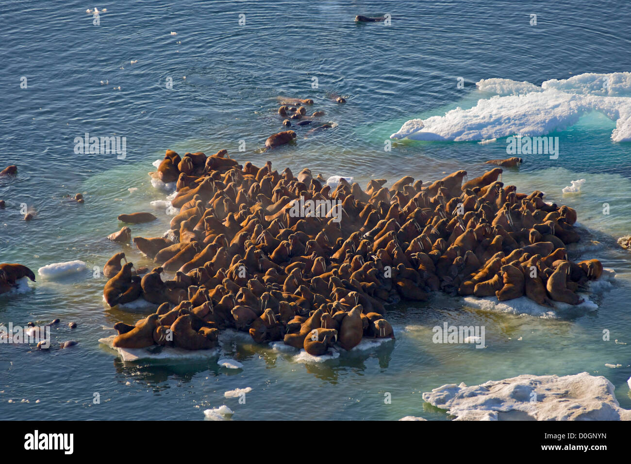Chukchi sea walrus hi-res stock photography and images - Alamy