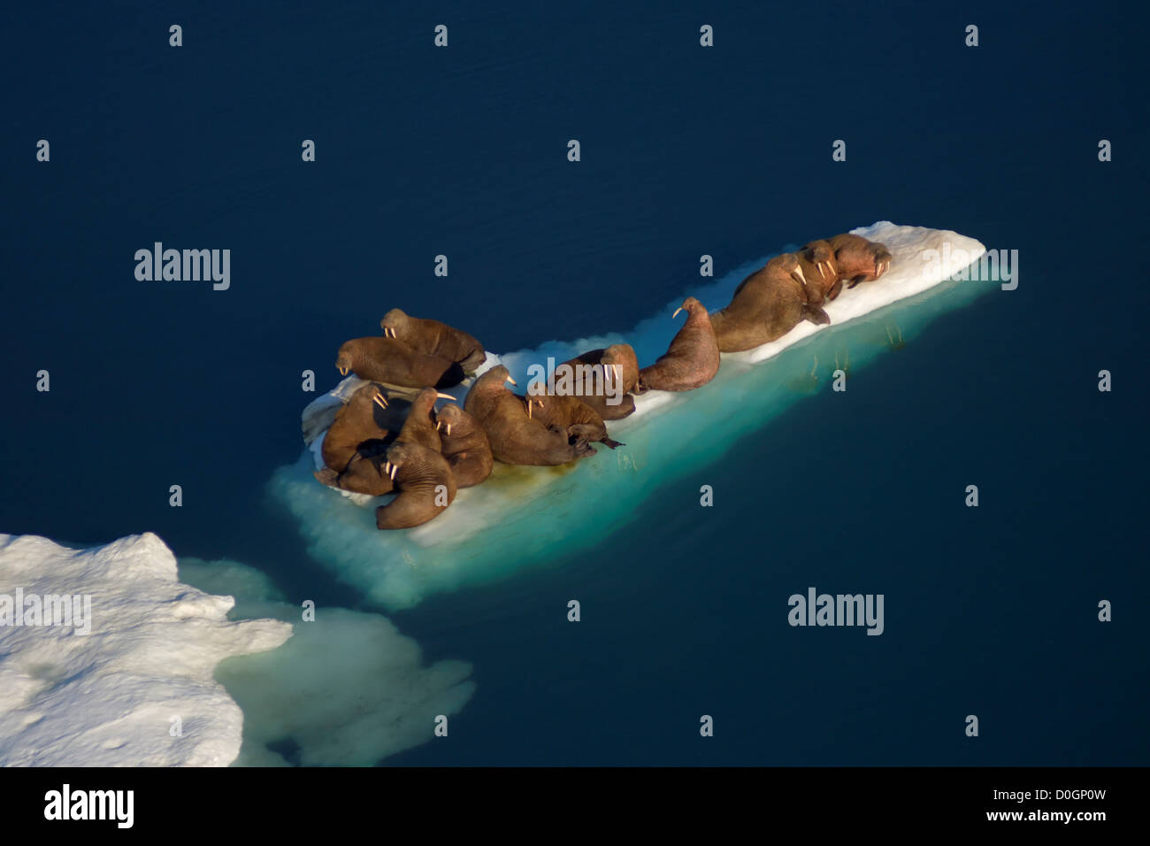 Chukchi sea walrus hi-res stock photography and images - Alamy