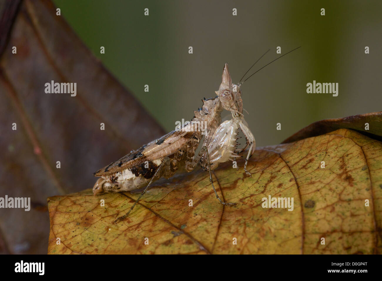 Ceratomantis hi-res stock photography and images - Alamy