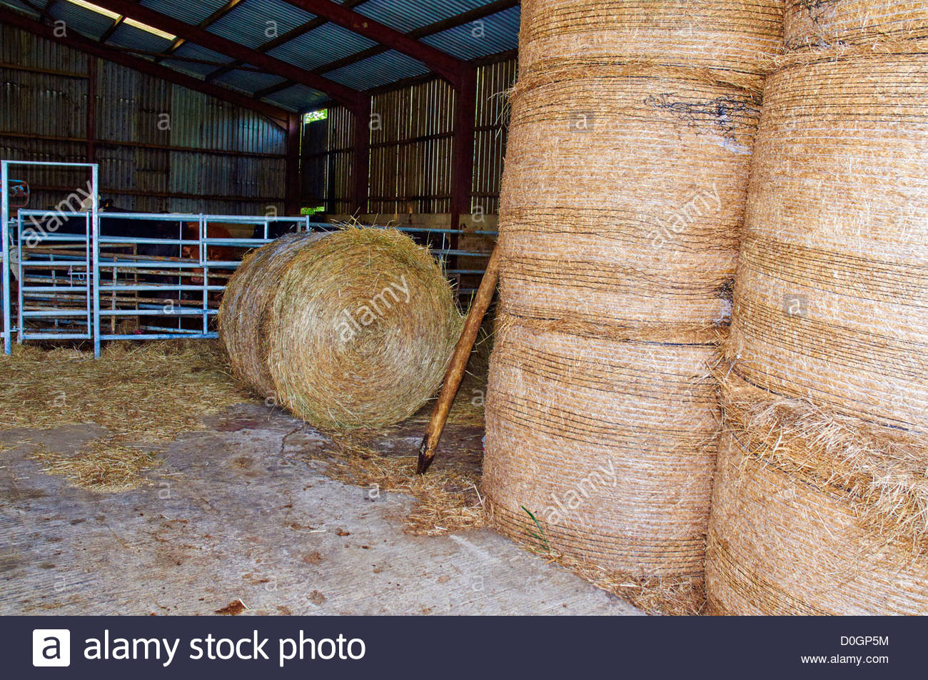 Hay Bales In Barn Stock Photos & Hay Bales In Barn Stock Images - Alamy